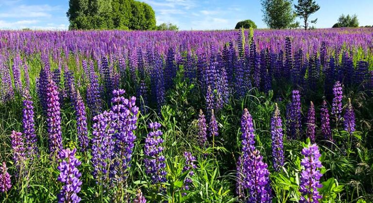 Plants That Look Like Lavender: 12 Lavender Look-Alikes