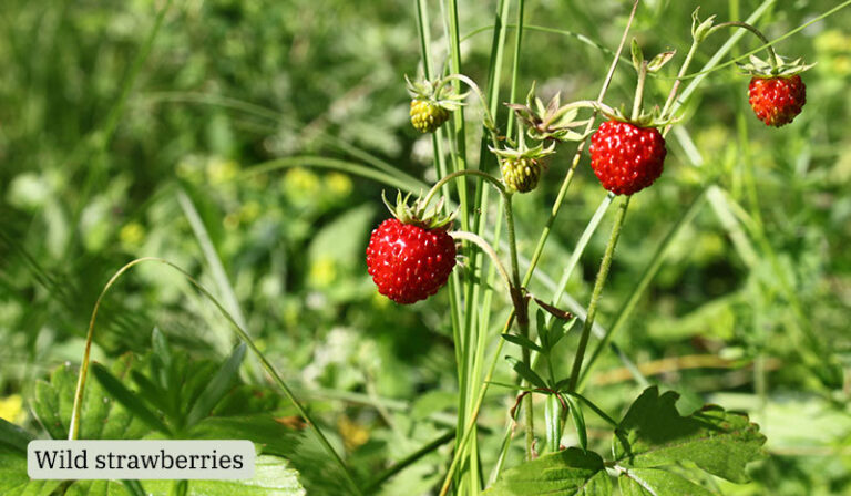 Weeds That Look Like Strawberry (+photos to tell them apart)